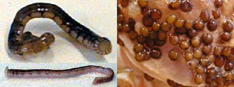 カニビル | 侘寂伝文(わさびやブログ)