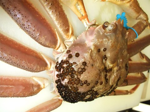 カニビル | 侘寂伝文(わさびやブログ)